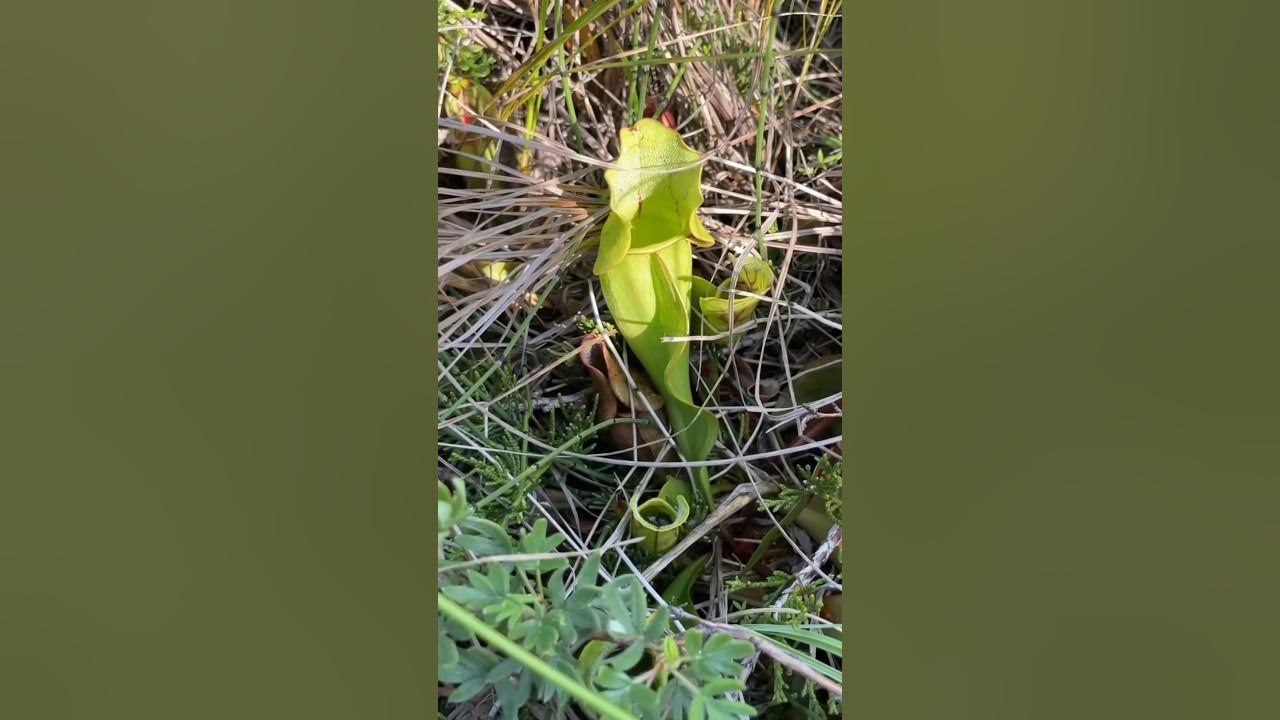 This Plant Eats Flies 🪰🌱 Carnivorousplants Pitcherplant Plants Funfacts Coolfacts Shorts