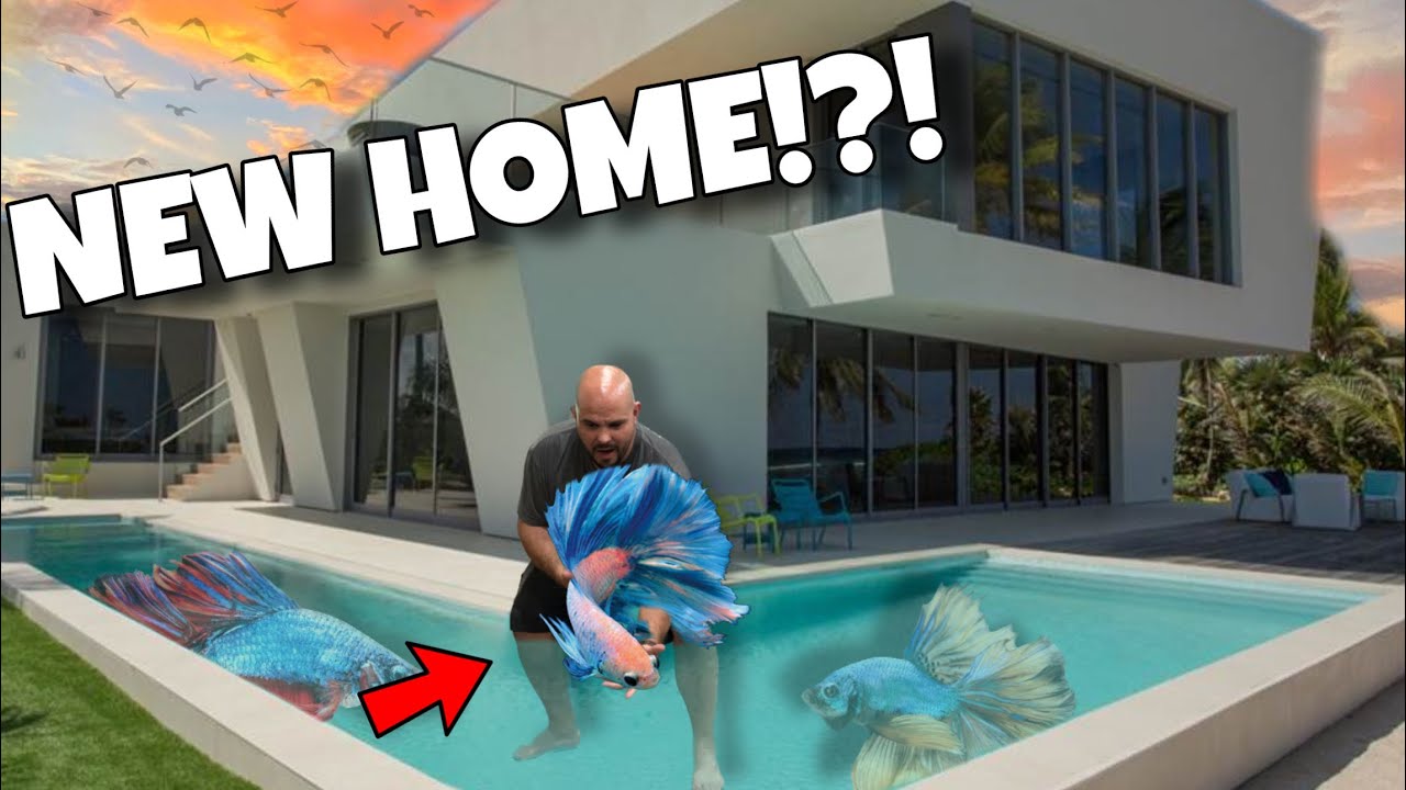 Dumpster BETTA Gets Modern Aquarium?!? - YouTube