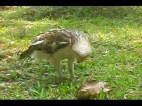 Elang Brontok (Spizaetus cirrhatus) Lagi Makan Siang - YouTube