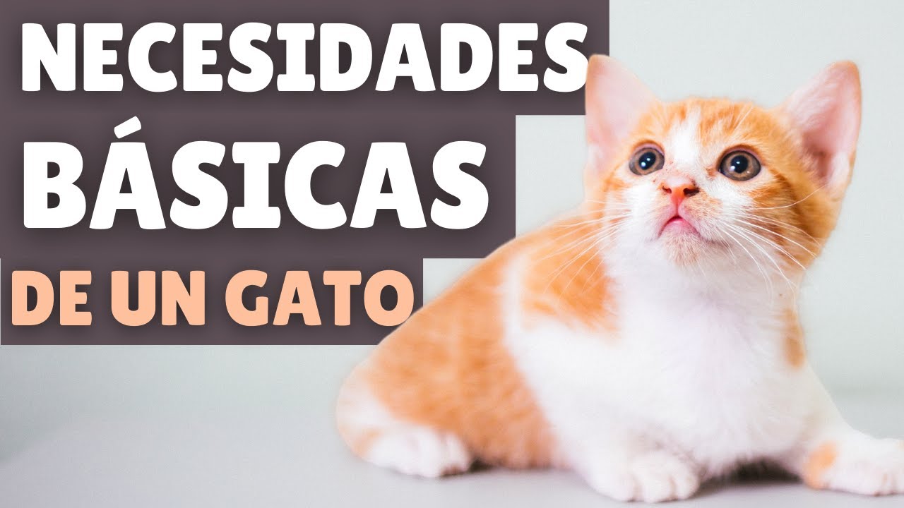 Estas Son Las 6 Necesidades BÁsicas De Un Gato ️ Youtube