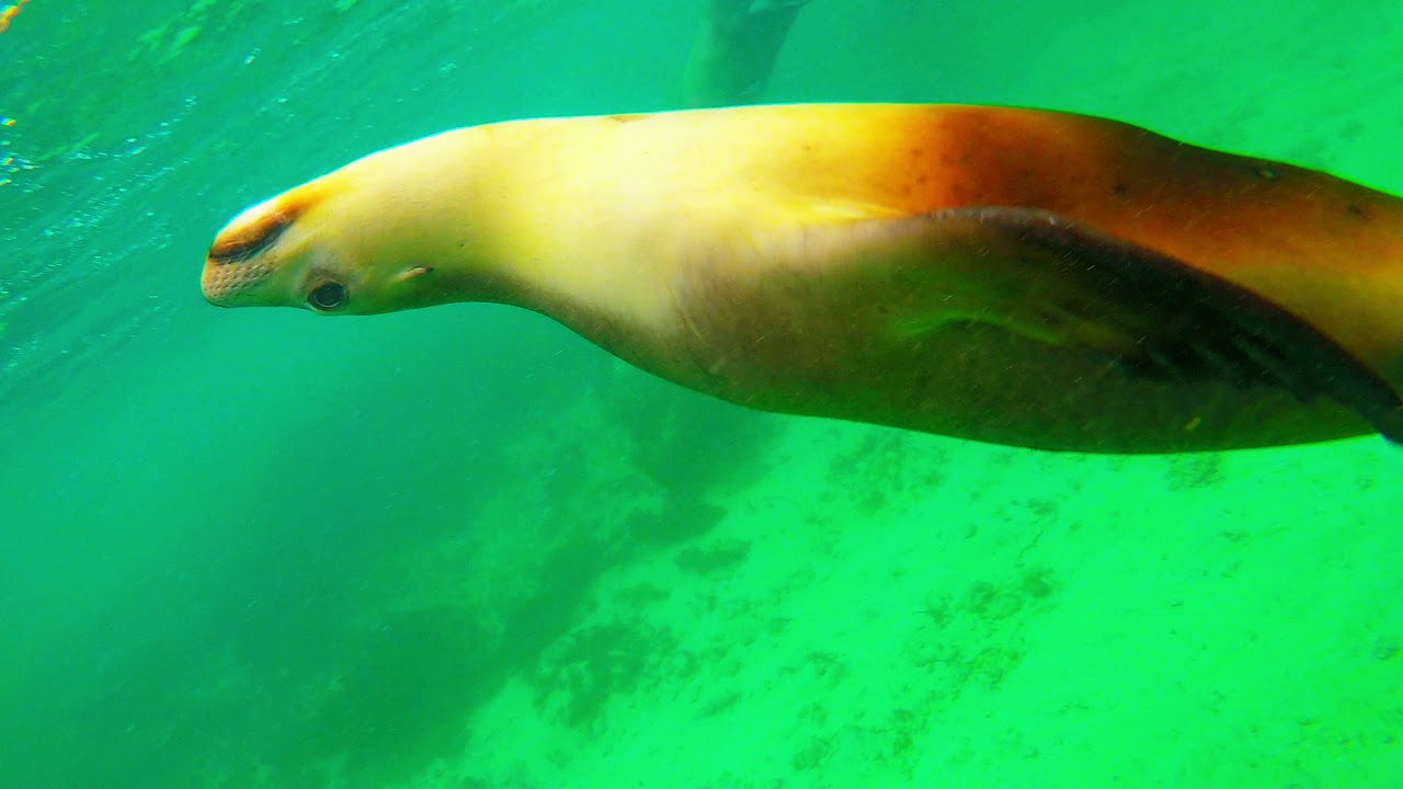 swimming with sea lions at Baird Bay South Australia - YouTube