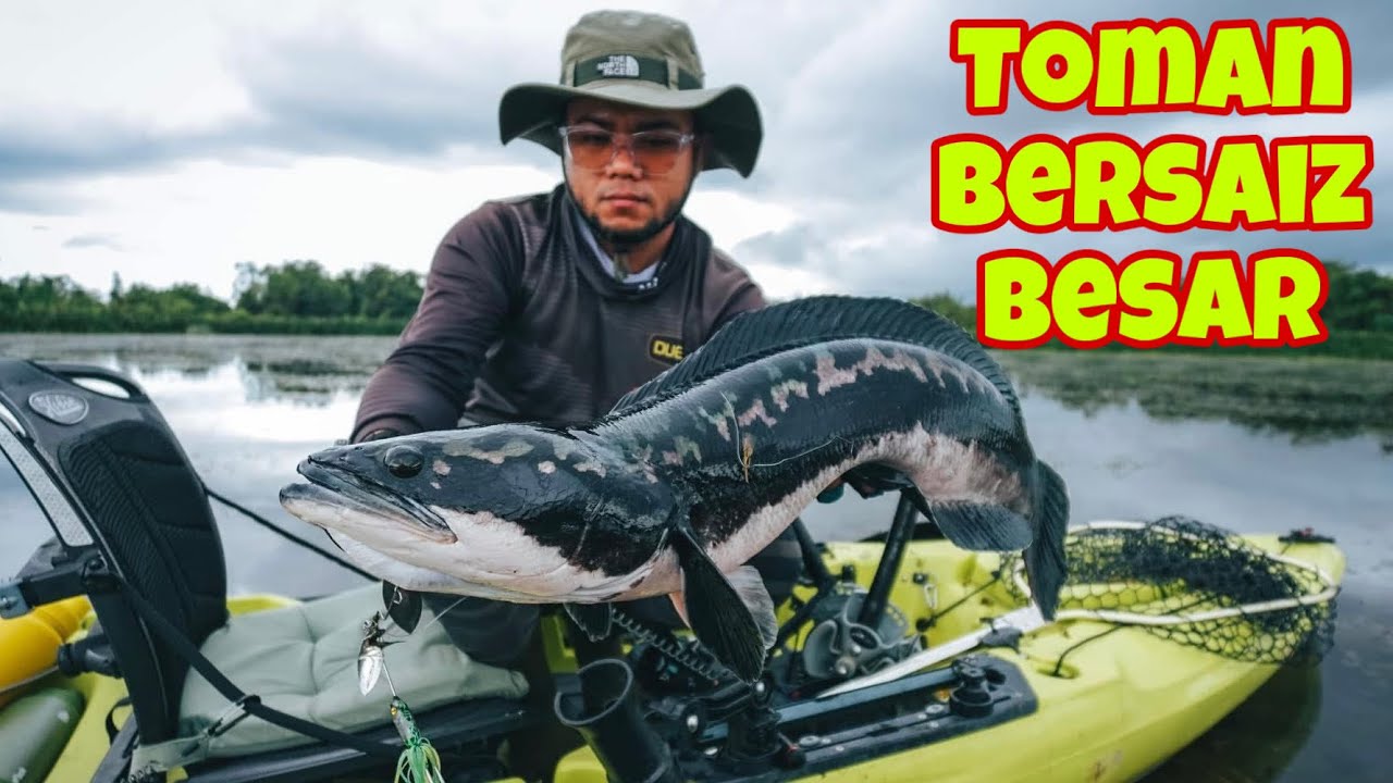 Aku terjumpa toman size monster di Tasik Bukit Merah | Kayak Fishing ...
