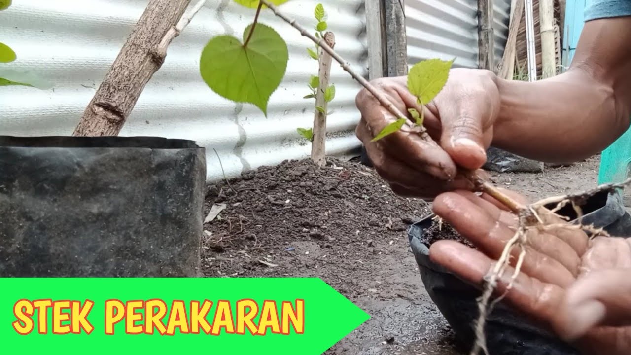 Cara stek tanaman untuk pemula anti gagal | asal sukses 13 - YouTube