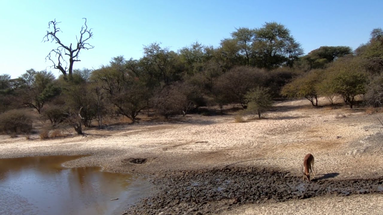 Impala ram bowhunt - Bitterfontein safaris 2020 - YouTube