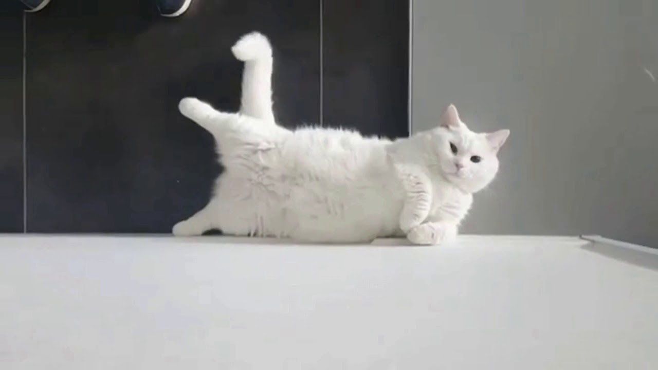 Cat planks - YouTube