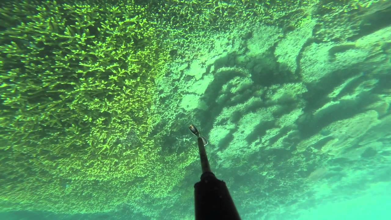 Spearing Crayfish- Torres Strait - YouTube
