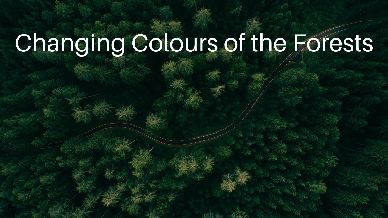 Changing Colours of the Forests - YouTube