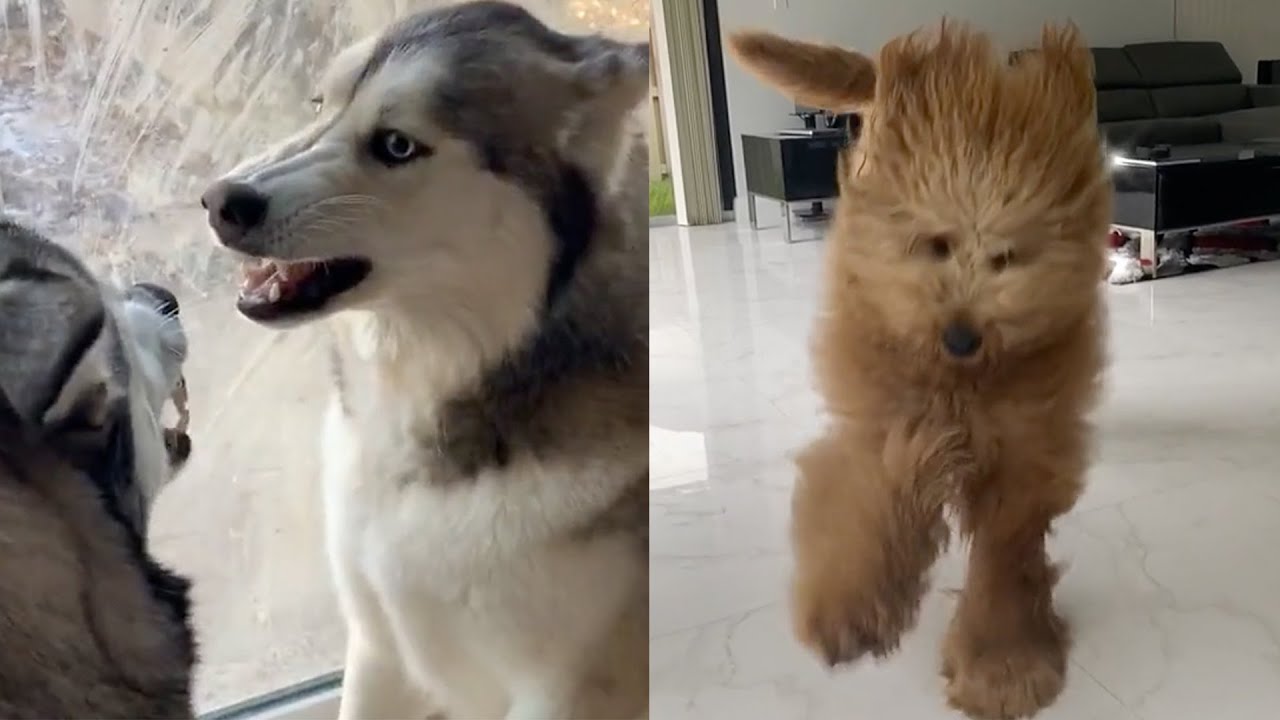 5mins Daily cute animals competition ||Try to not laugh || Funniest and ...