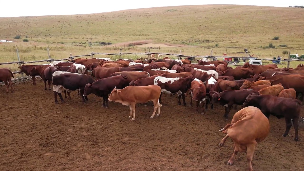 Pinzgauer cattle South Africa - YouTube