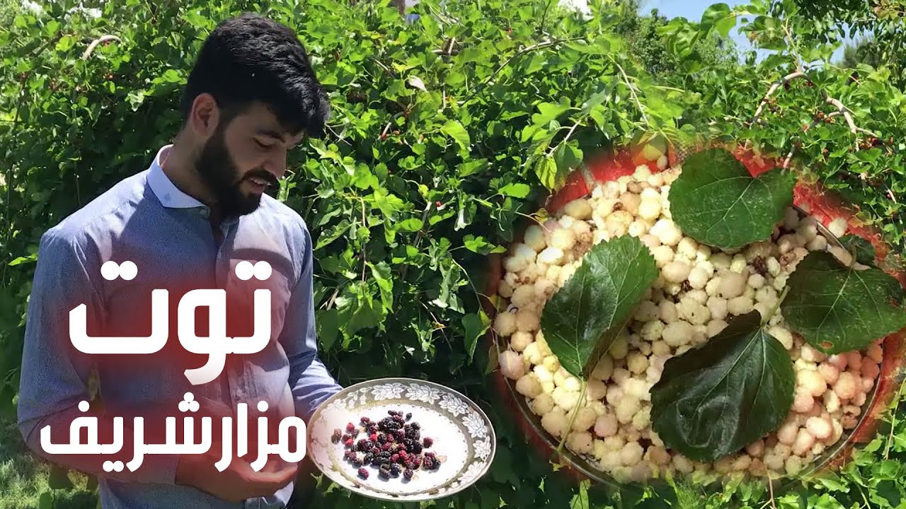 Afghan Garden - Berry Garden in Mazar / باغ توت در شهر مزارشریف - YouTube