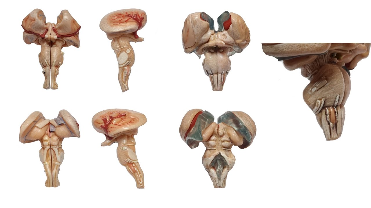 Medulla oblongata (bulbus, myelencephalon) [ENG] - YouTube