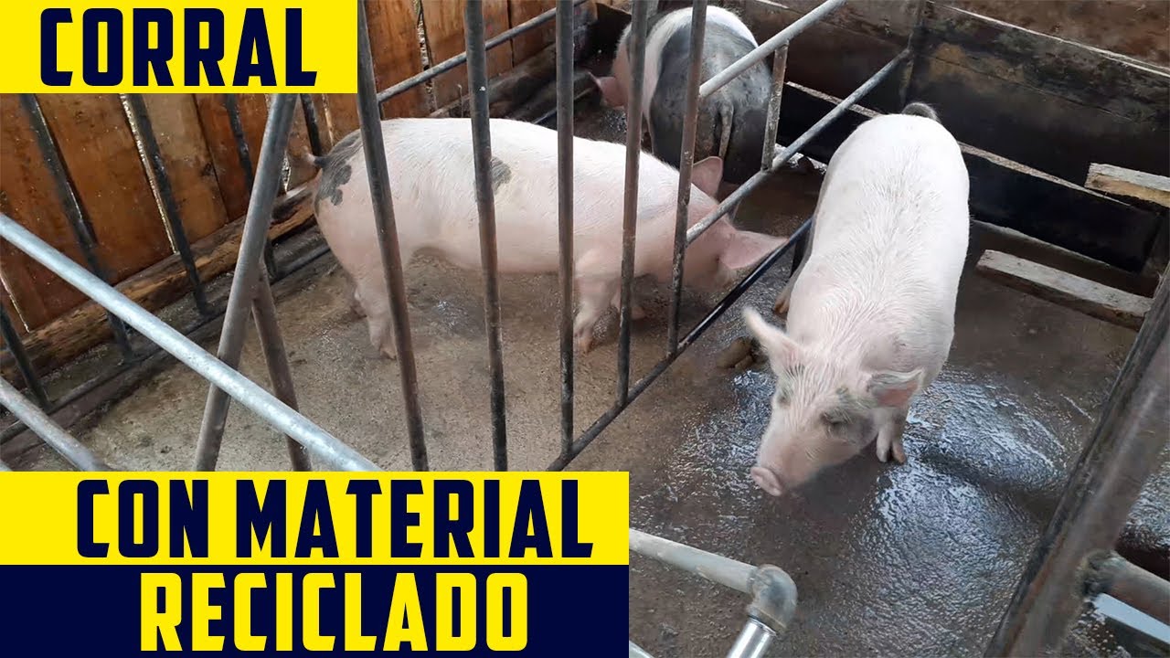 Improvisando Corrales Económicos Para Cerdos - Como hacer corrales para ...