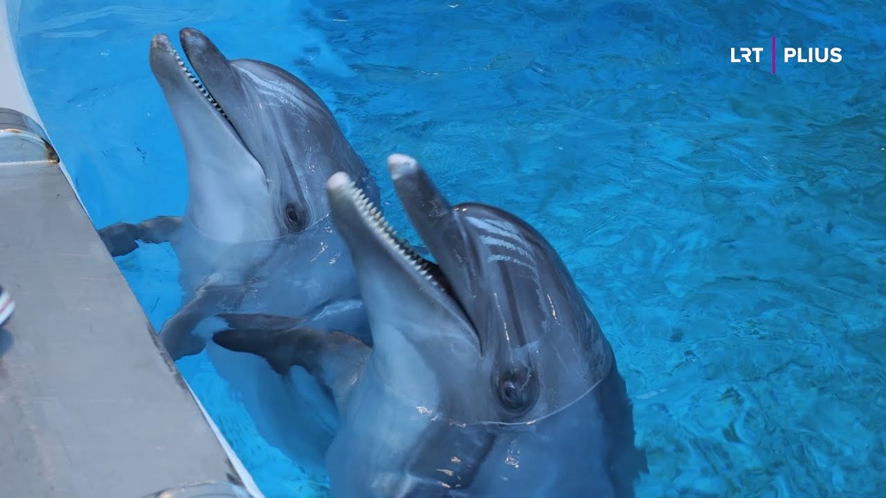 Delfinų terapija: kaip delfinai padeda žmonėms? (1 dalis) - YouTube