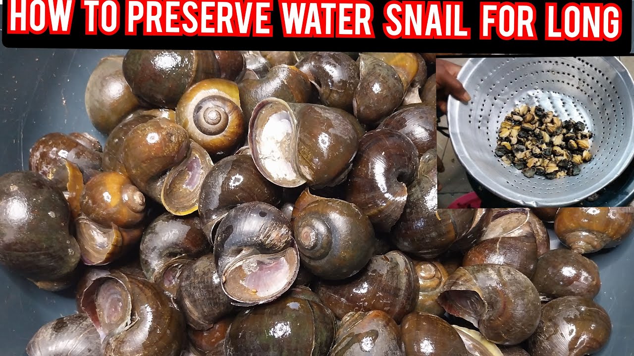 WATER SNAILS| HOW TO PRESERVE WATER SNAIL FOR LONG| DIY| WATER SNAIL ...