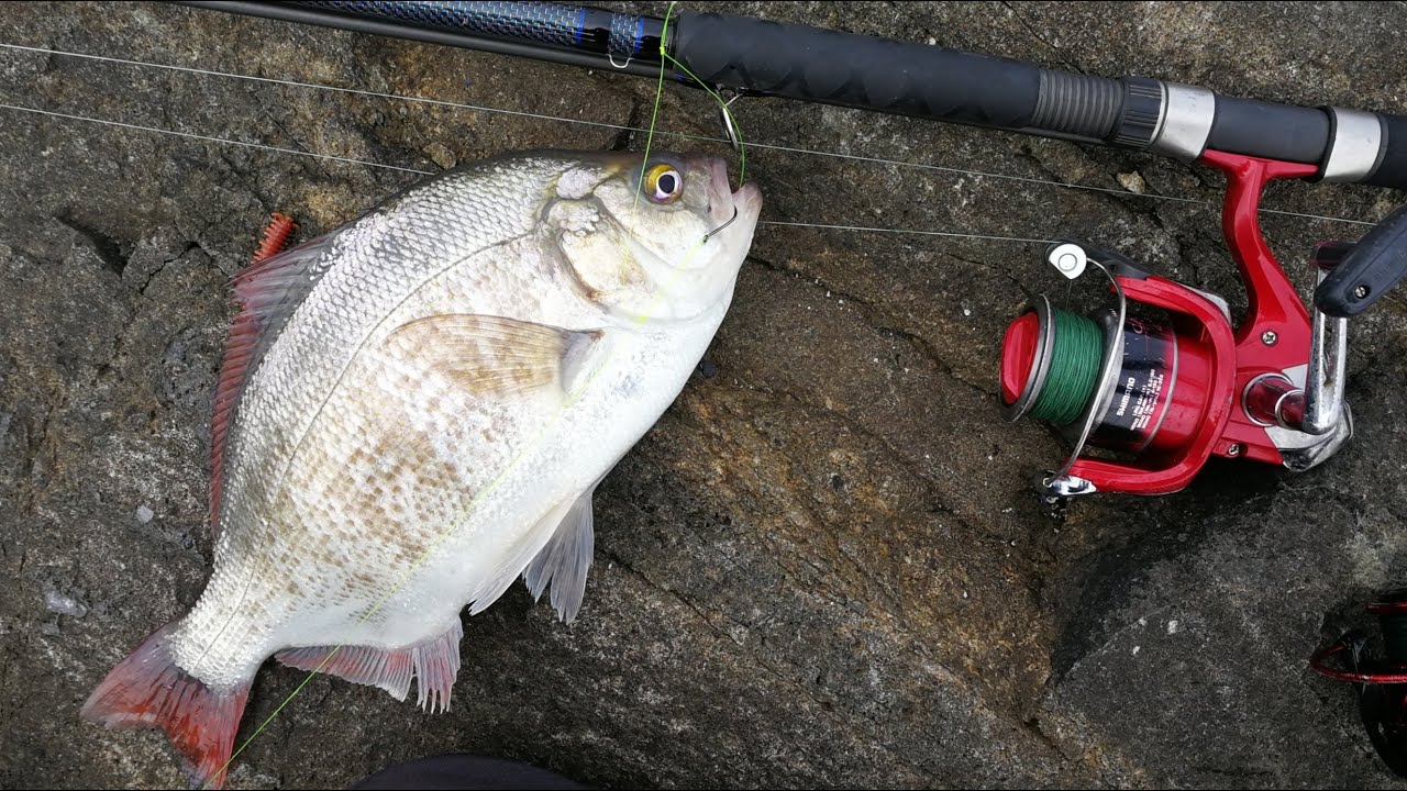 How to Fish For Red Tail Surfperch From The Jetty | Surf Perch Fishing ...
