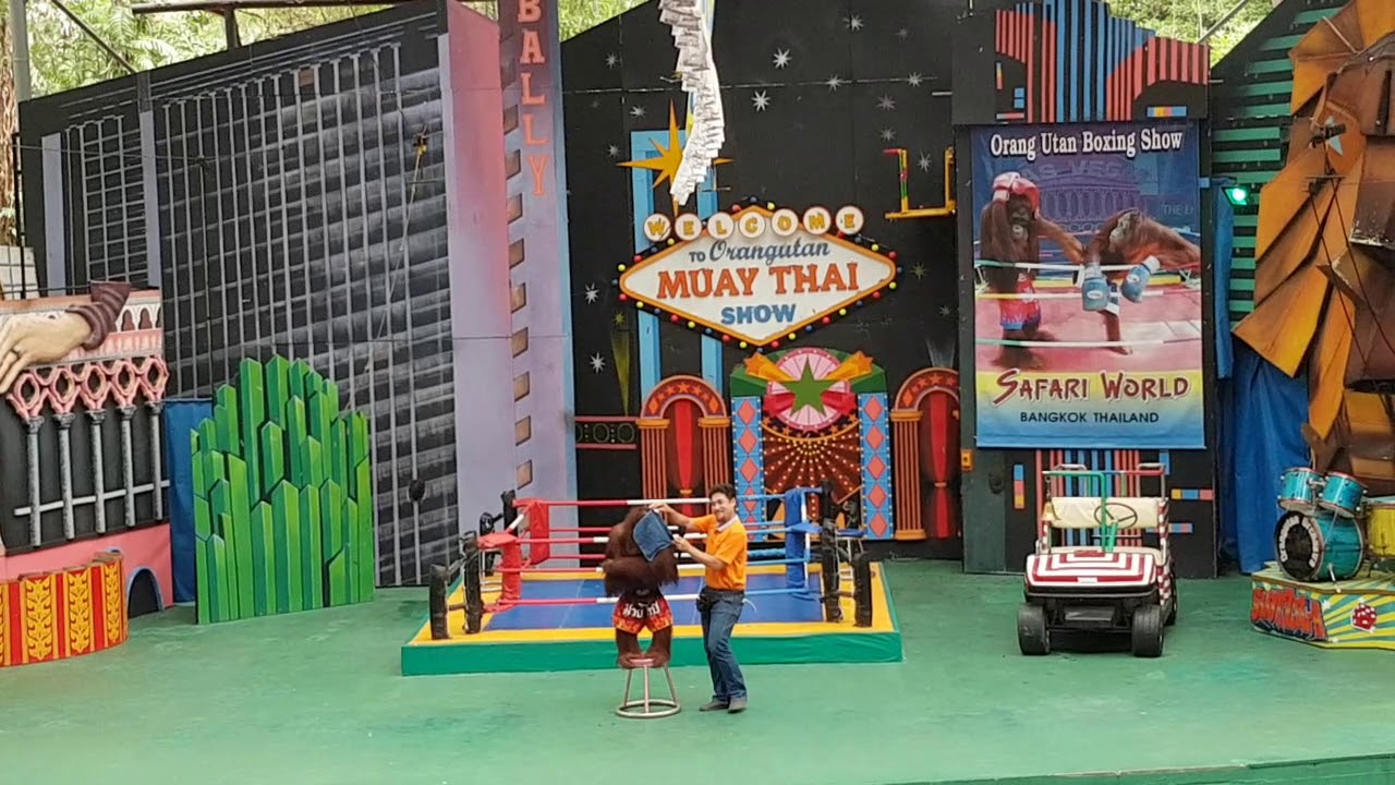 Safari World Bangkok Orangutan Show - YouTube