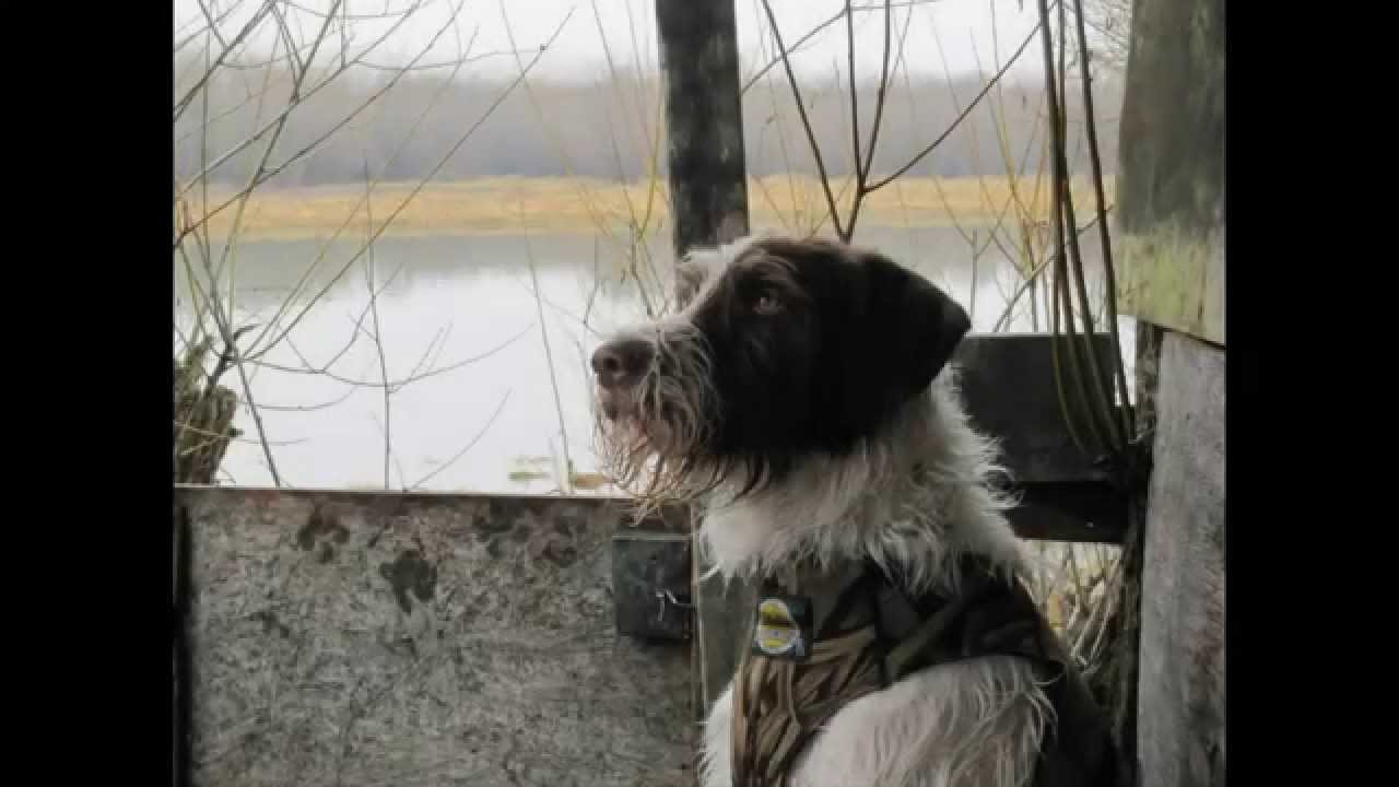German Wirehaired Pointer Hunting - YouTube