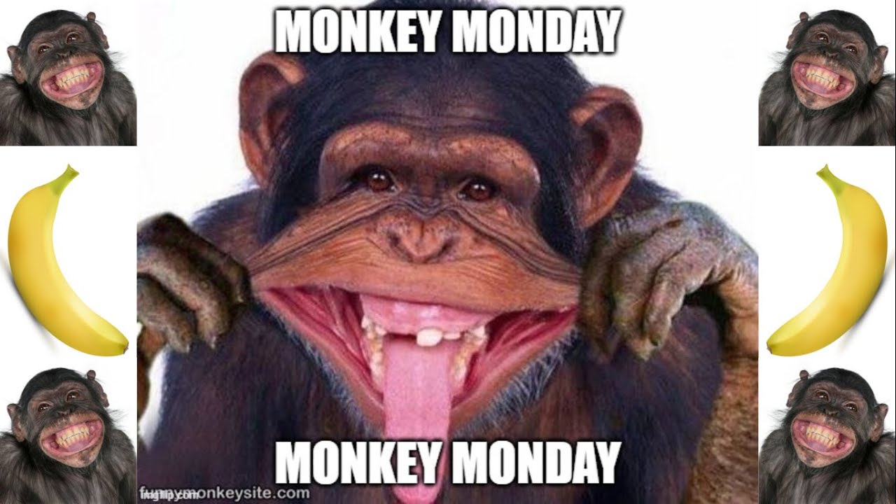monkey monday - YouTube