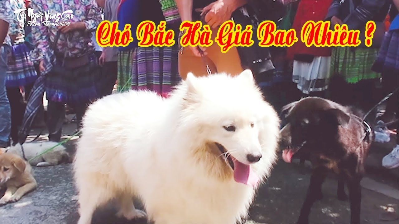 Thử Hỏi Giá Chó Lông Xù Tại Chợ Chó Bắc Hà - Lào Cai | Chó Bắc Hà Có ...