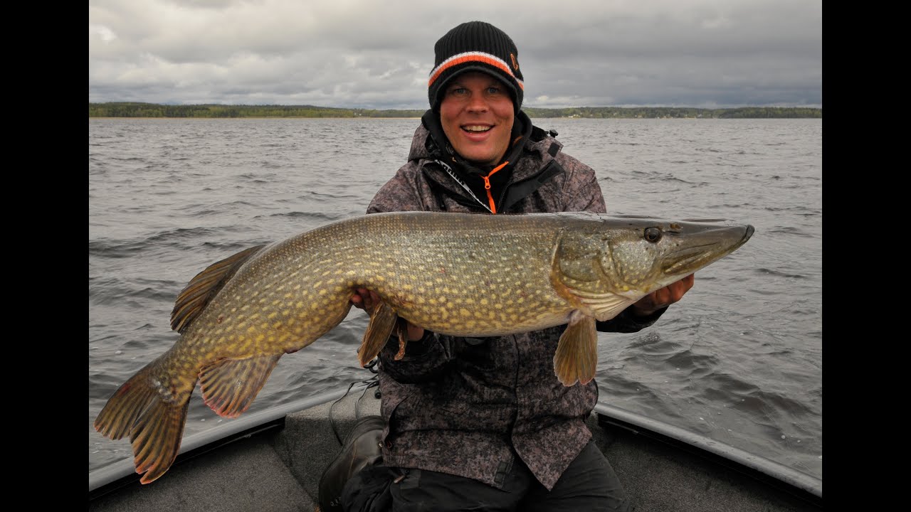 Gjedde 12,18kg 112cm - YouTube