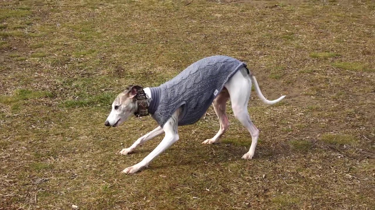 Mr. Fulir the Whippet: Running at the bank of river Sava - RX10 IV ...