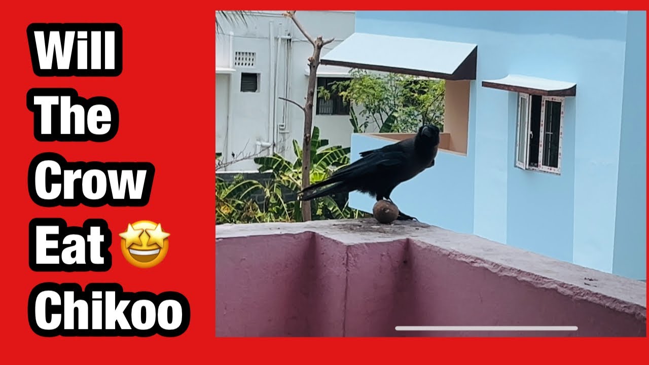 Will The Crow Eat Chikoo 🤗 #fun #birds #baby #explore #viralvideo # ...