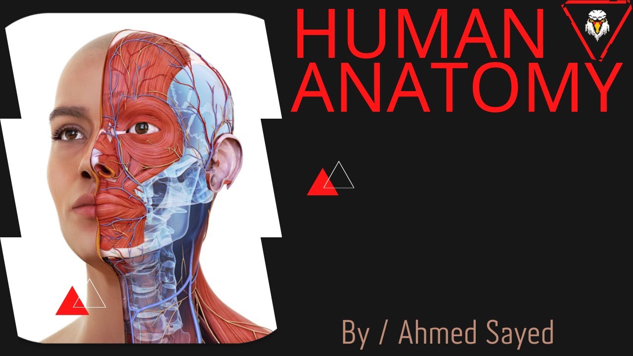 Human Anatomy || (1) Introduction to human anatomy part 1 - YouTube