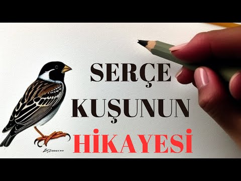Serçe Kuşunun Hikayesi