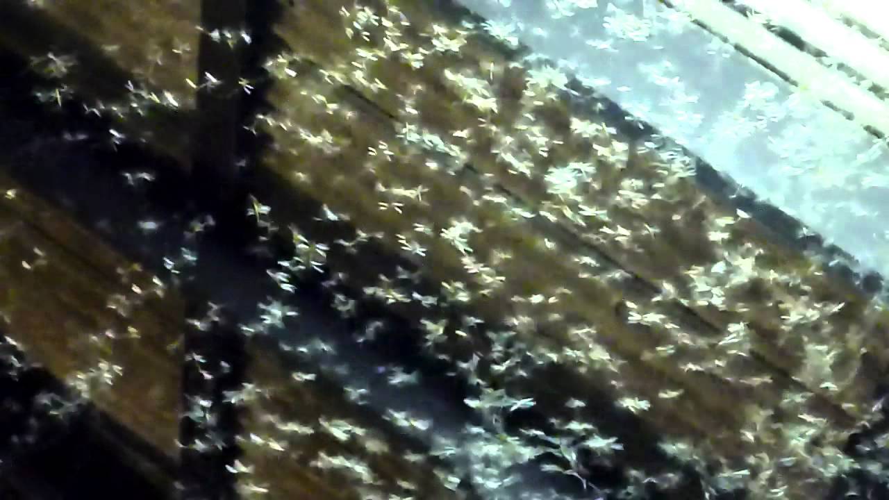 Extreme insect swarm - YouTube