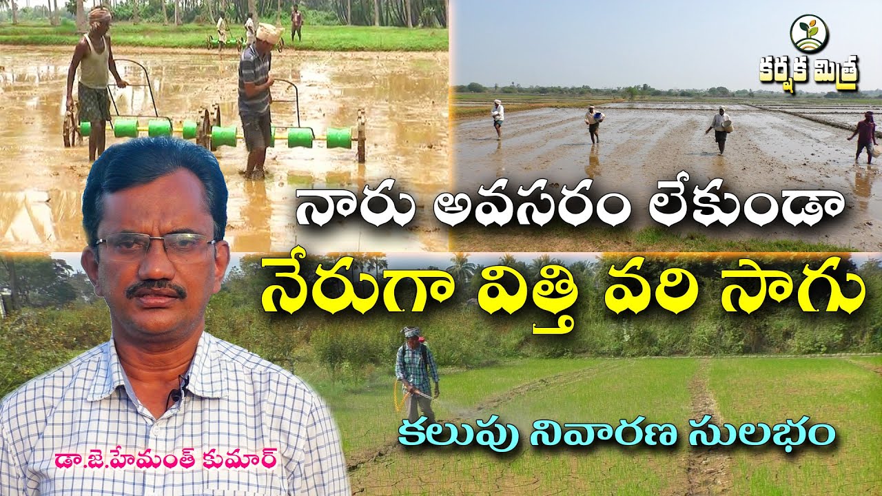 డ్రమ్ సీడర్ తో లేదా వెదజల్లి వరి పండించండి || Drum seeder/Broadcasting ...