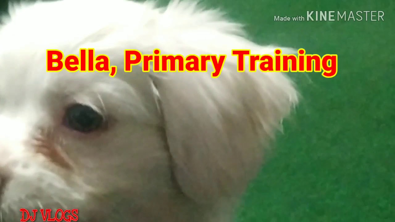 Two months Lhasa Apso, Training Part: One - YouTube