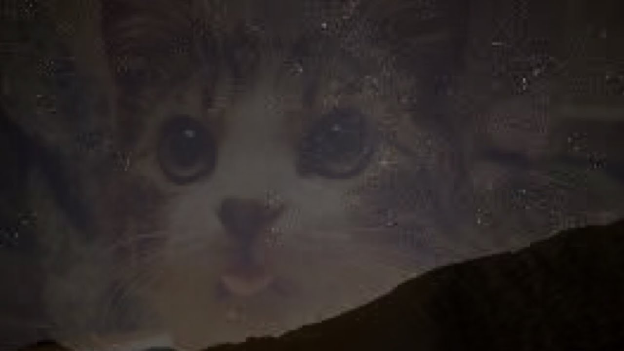 Cats Blem at Night - YouTube