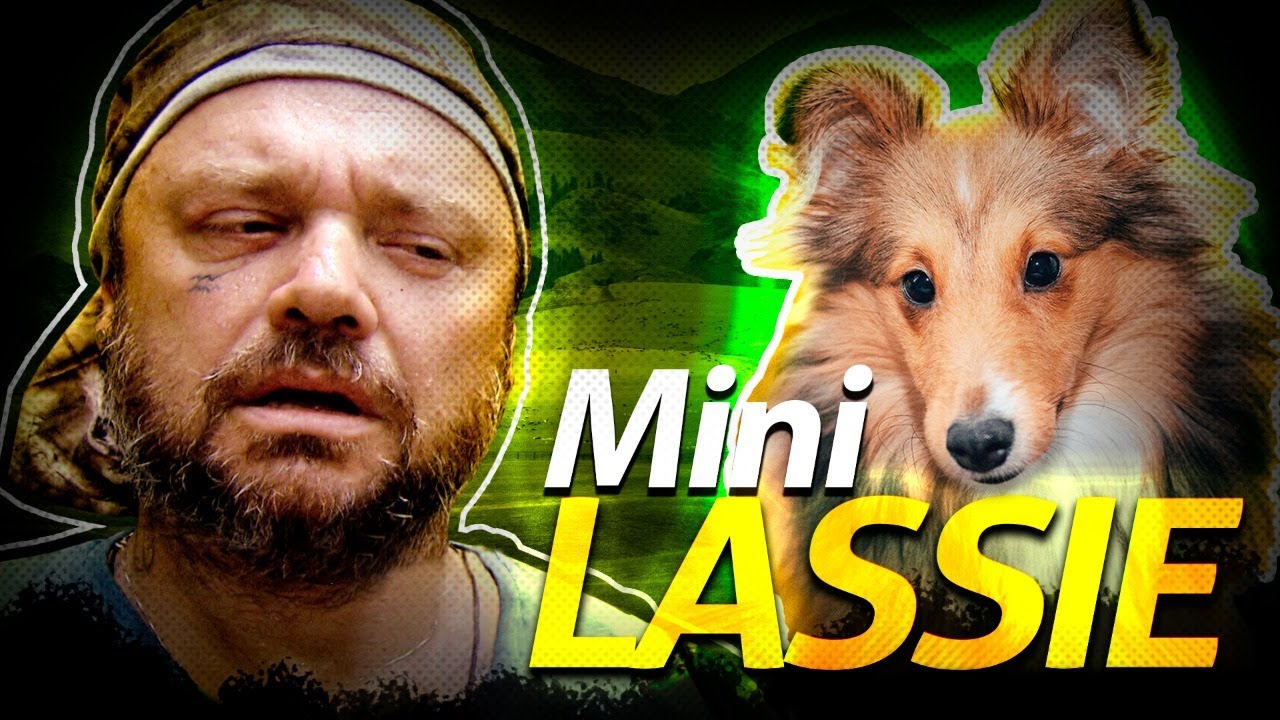 PASTOR DE SHETLAND, UMA MINI LASSIE | Richard Rasmussen - YouTube