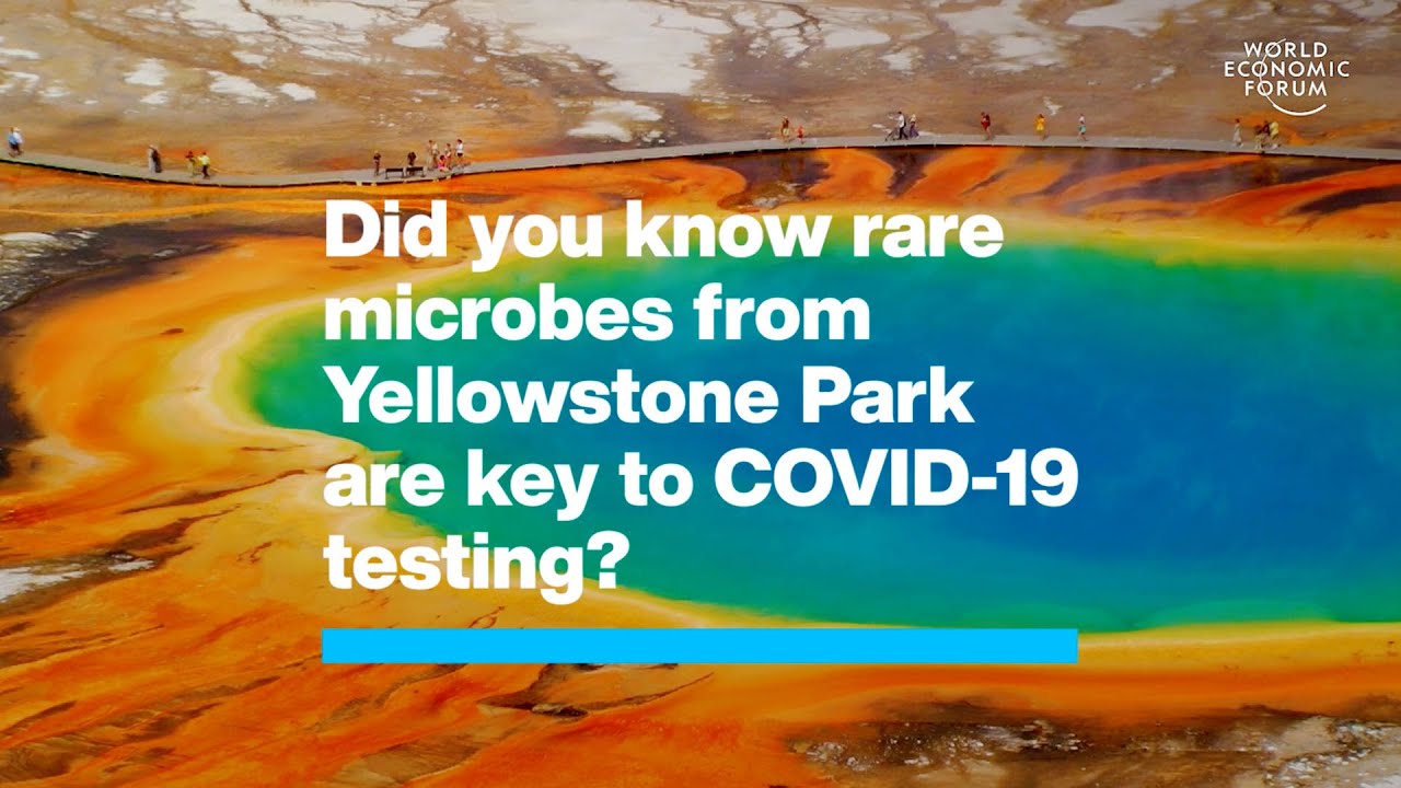 Rare Microbes from Yellowstone are the Secret to COVID-19 Testing - YouTube
