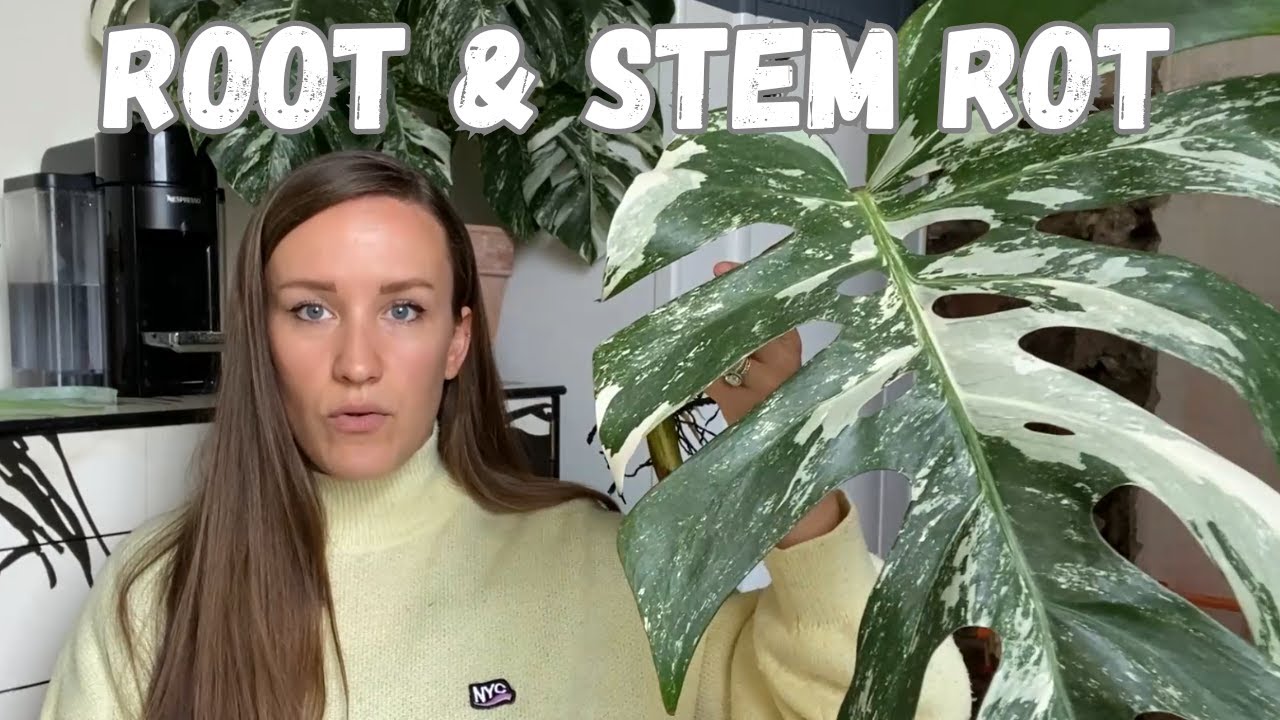 Root & Stem Rot | Variegated Monstera Albo - YouTube