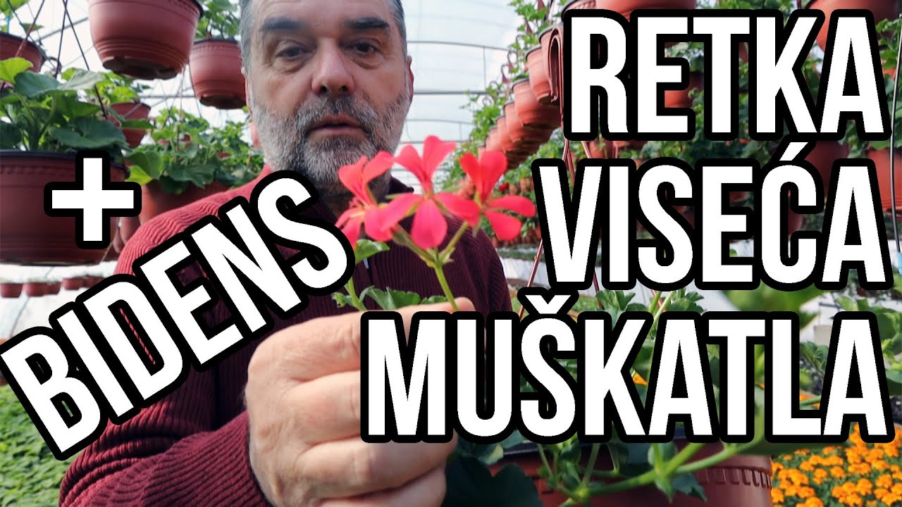 Viseća muškatla retka i bidens cveće - YouTube