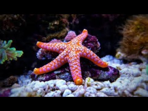 Star Fish Attack Full Amazing Video 2020/starfish walking/starfish ...