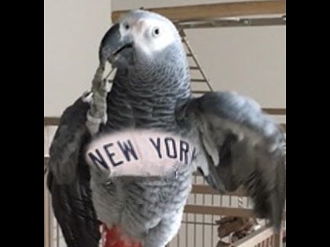 African Grey Parrot NY Yankees Tribute - YouTube