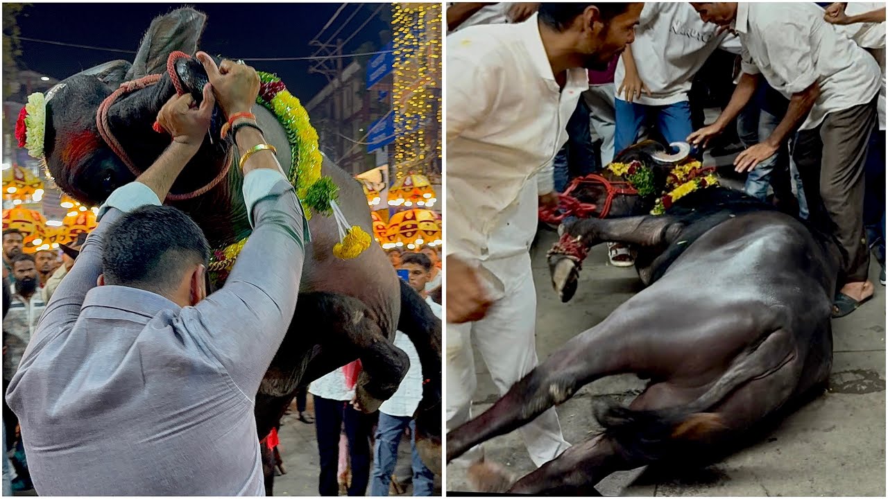 Khairatabad Sadar 2025 | Bull fell down while Bull Lifting | Fight at ...