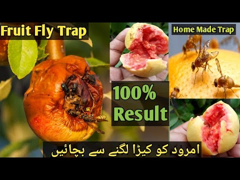 Fruit Fly perfect Trap | Best Home Made Fruit Fly Trap | Fruit Fly Trap | Perfect Trap - YouTube