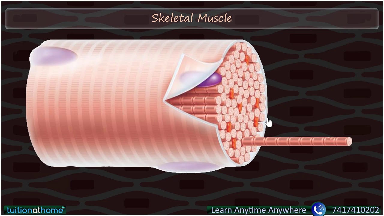 Class 9 - Muscle Tissue - YouTube