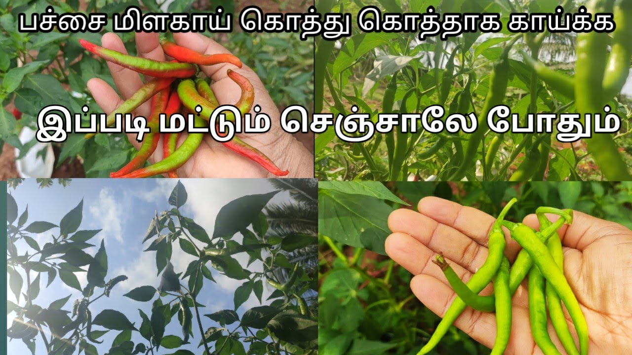 Green chilly Farming/Pacchai Milakai Valarppu/பச்சை மிளகாய் நிறைய ...