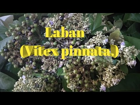 Pohon Laban (Vitex pinnata.) - YouTube