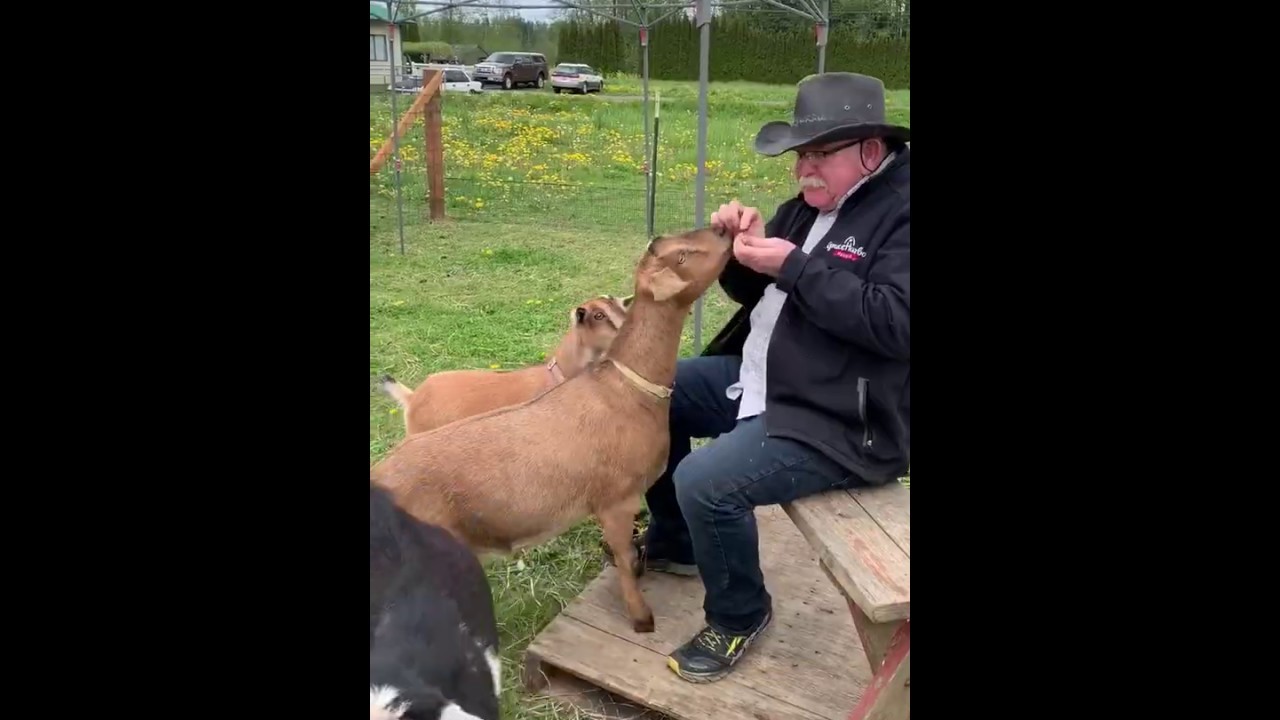 The goats love peanuts! - YouTube