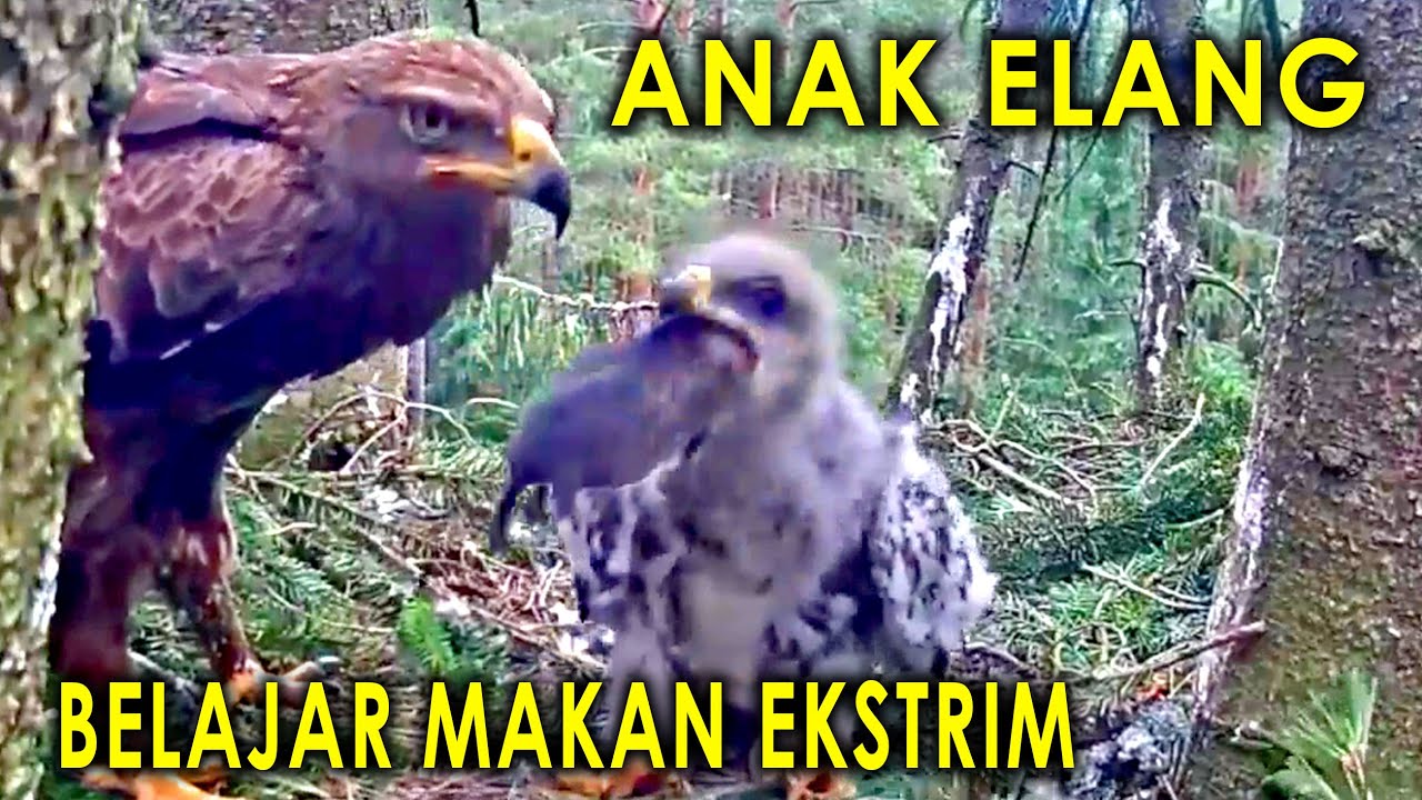 ANAK ELANG Belajar Makan Brutal - YouTube