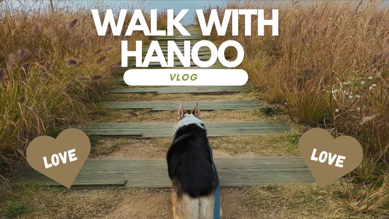 Walk with Hanoo the Corgi 🐾🦮 - YouTube
