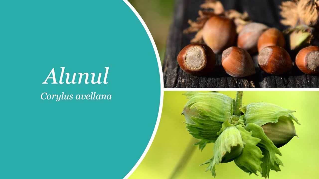 Alunul - Corylus avellana. Recomandat pentru consum datorită puterii ...