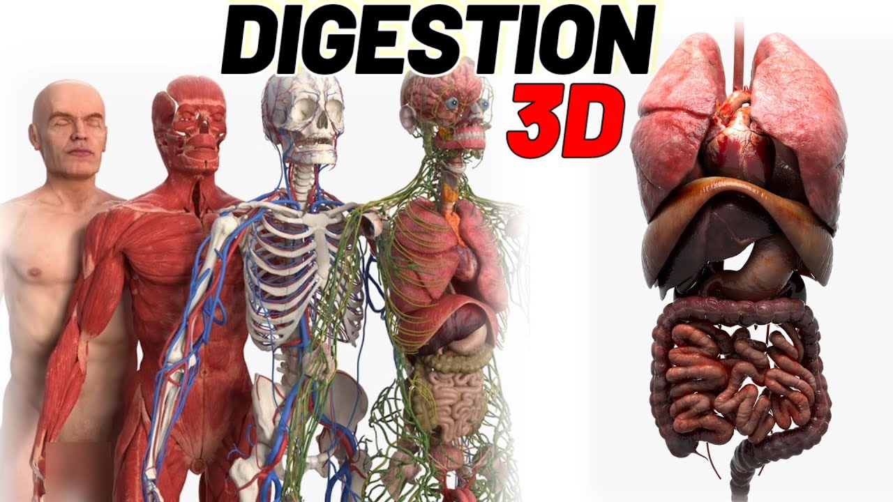 देखिए पेट में खाना कैसे पचता है ? | Food Digestion 3d Animation - YouTube