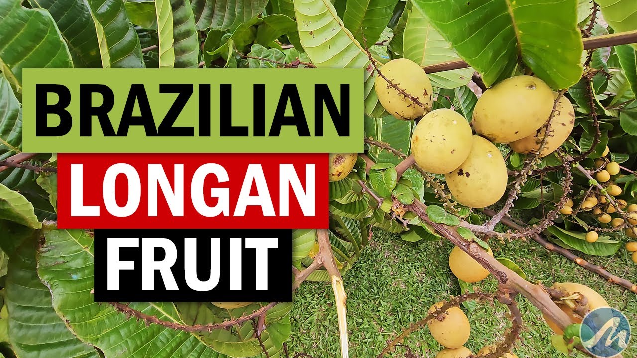 Brazilian Longan Fruit | Buah Mata Kucing Brazil - YouTube