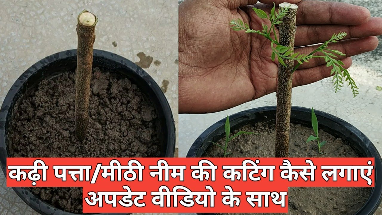 कढ़ी पत्ता / मीठी नीम की कलम (कटिंग) लगने का सबसे आसान तरीका | Curry ...